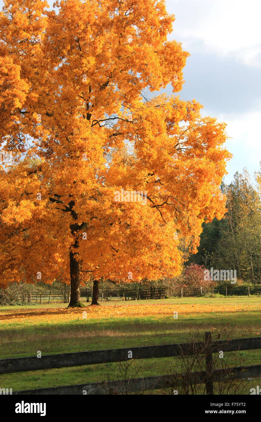 Single tree in yellow orange fall color Stock Photo - Alamy