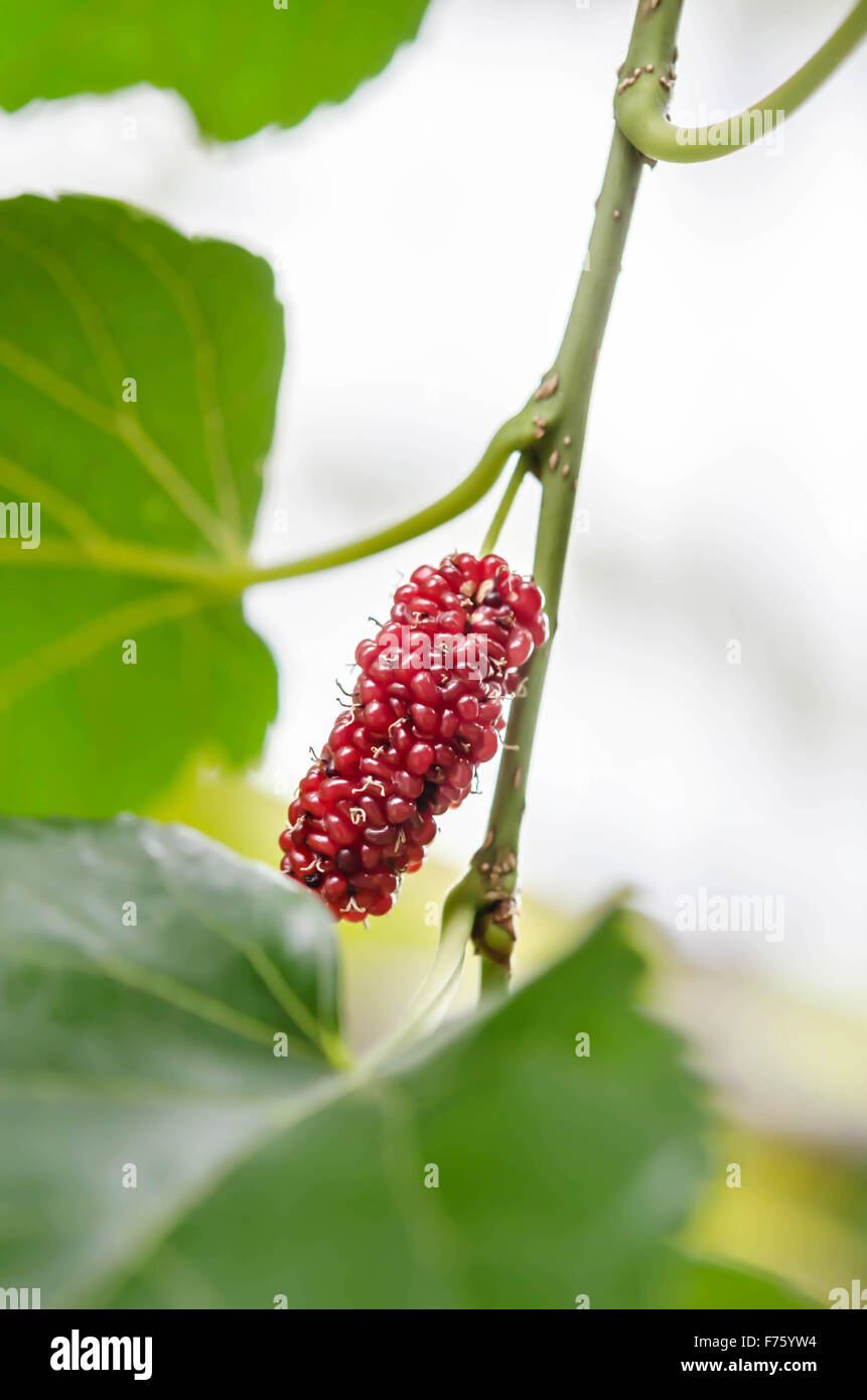 ripe mulberries in the green foliage Stock Photo - Alamy