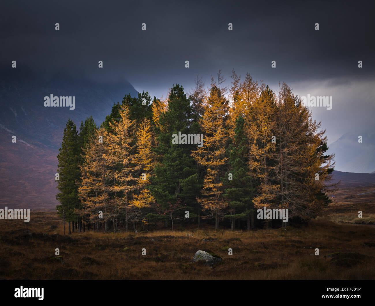 Group of pine trees in autumn colours at the beginning of Glencoe under ...