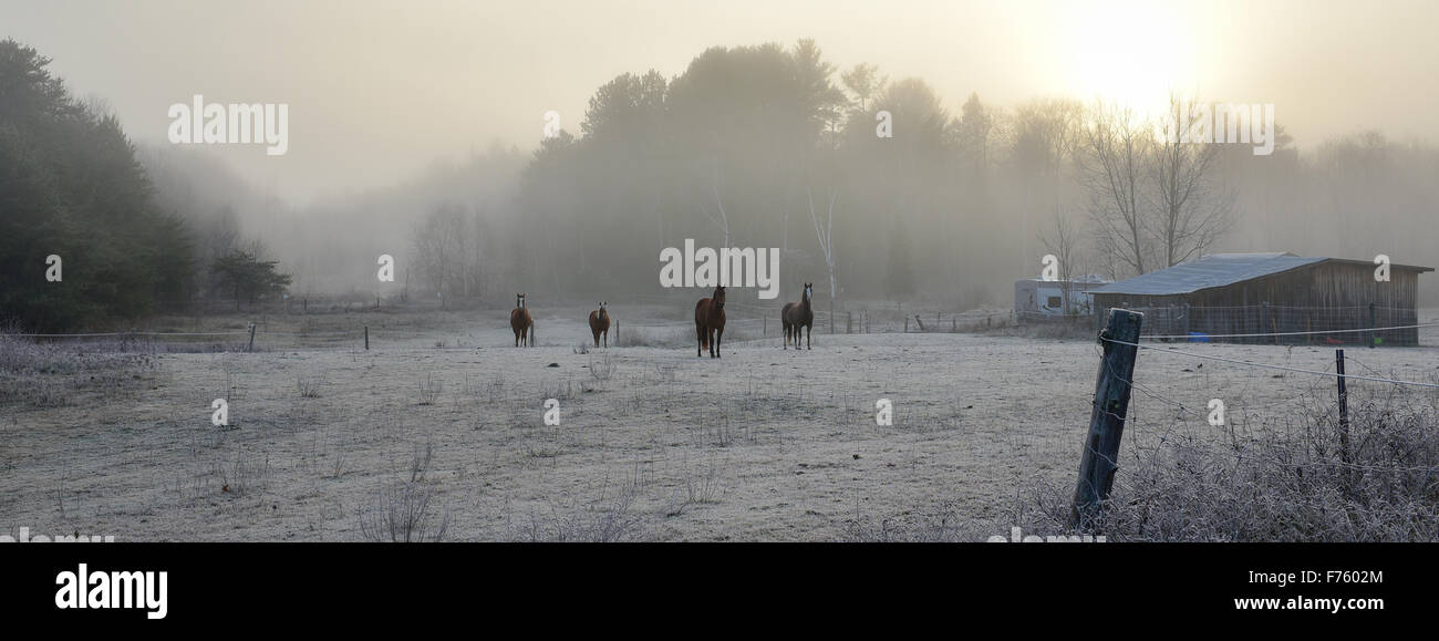 Four Horses - mares and stallions in their corral Stock Photo - Alamy