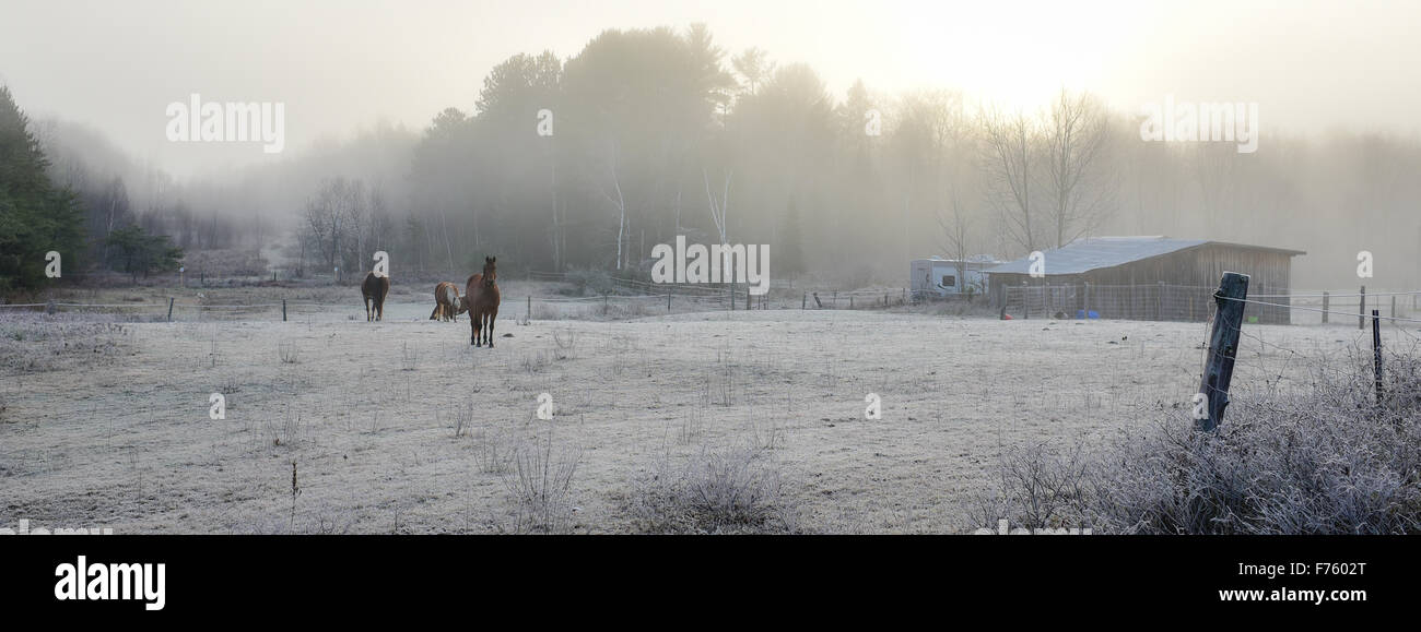 Four Horses - mares and stallions in their corral Stock Photo - Alamy