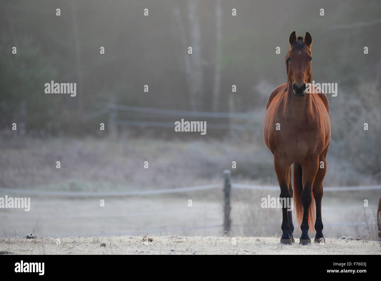 Single Horse standing still looking at camera, mares and stallions in ...