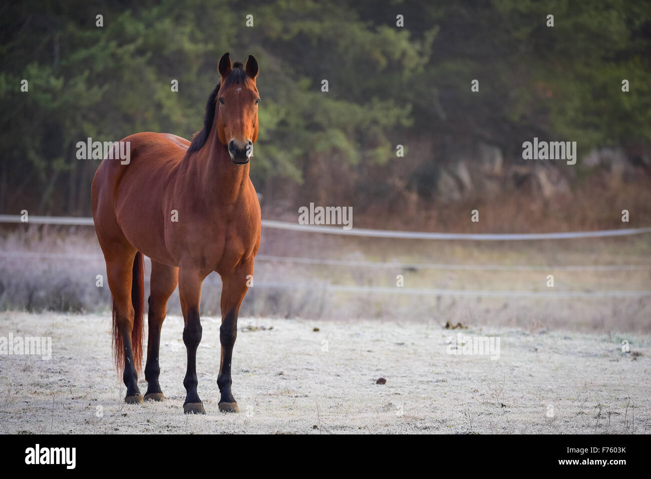 Horse Standing Front View