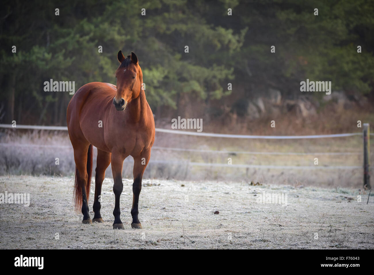 Single Horse standing still looking at camera, mares and stallions in ...