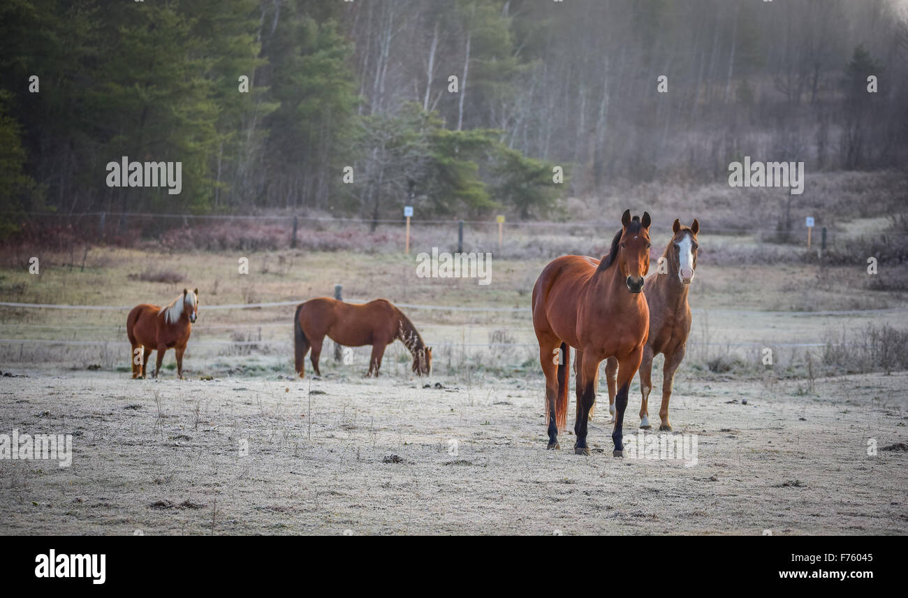 Four Horses - mares and stallions in their corral Stock Photo - Alamy