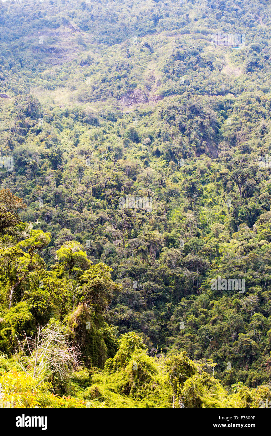 Tropical mountain forest in Bolivia near Coiroca Stock Photo - Alamy