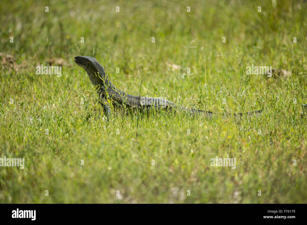 Deadly lizard hi-res stock photography and images - Alamy