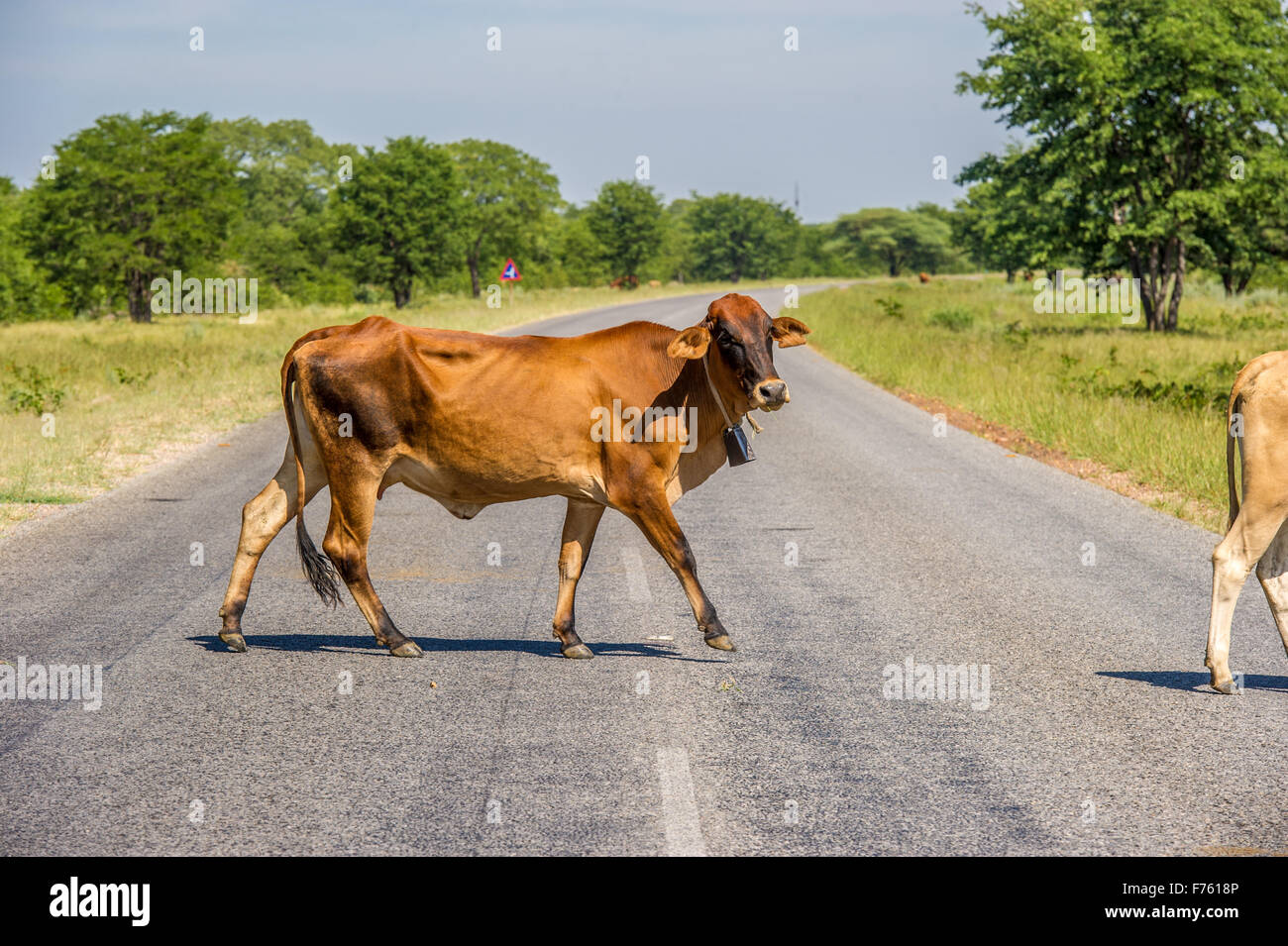 Botswana cattle hi-res stock photography and images - Alamy