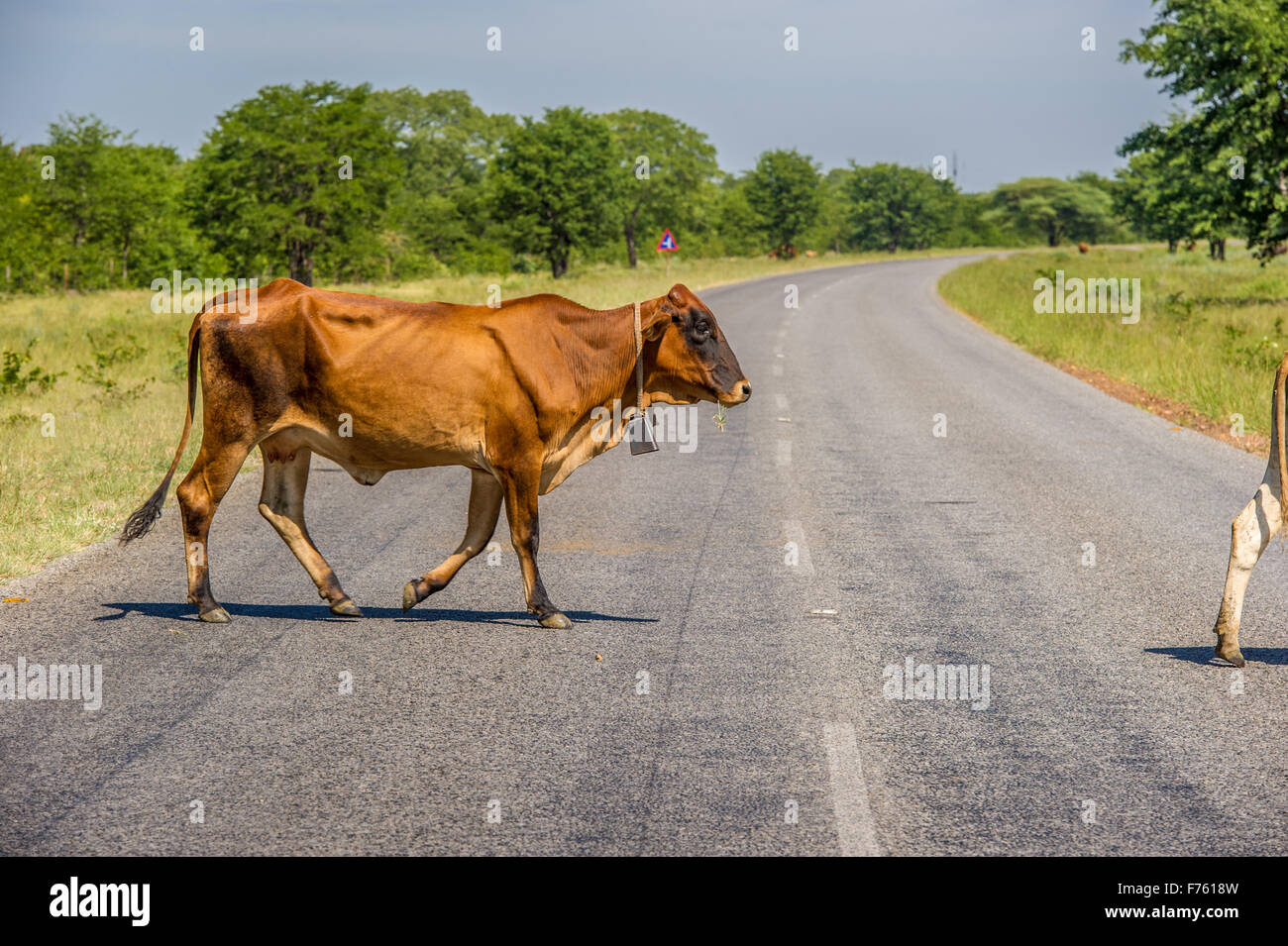 Francistown , Botswana - Free range cattle in roadway Stock Photo - Alamy