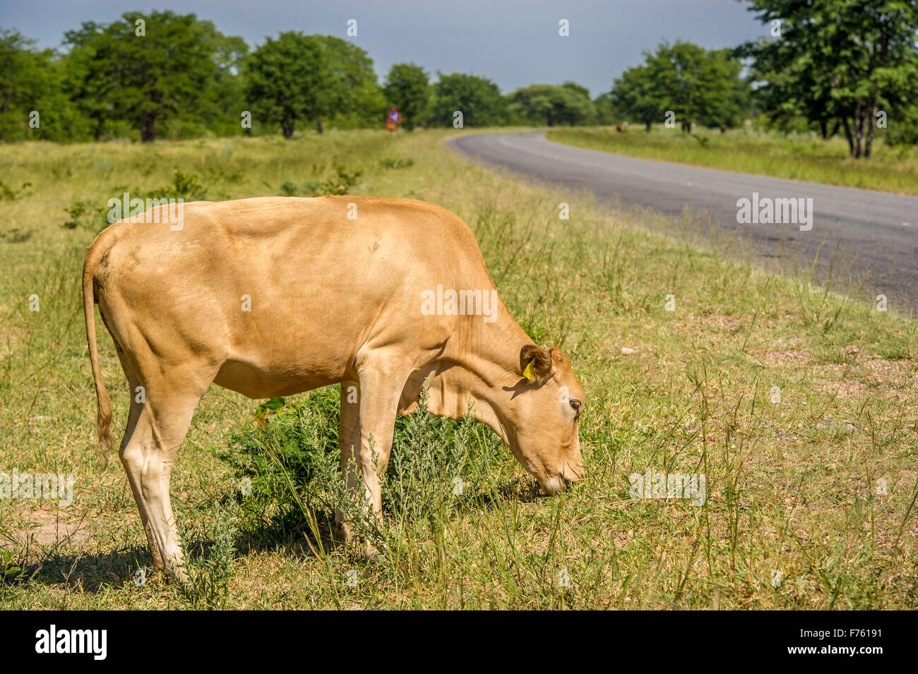 Francistown , Botswana - Free range cattle in roadway Stock Photo - Alamy