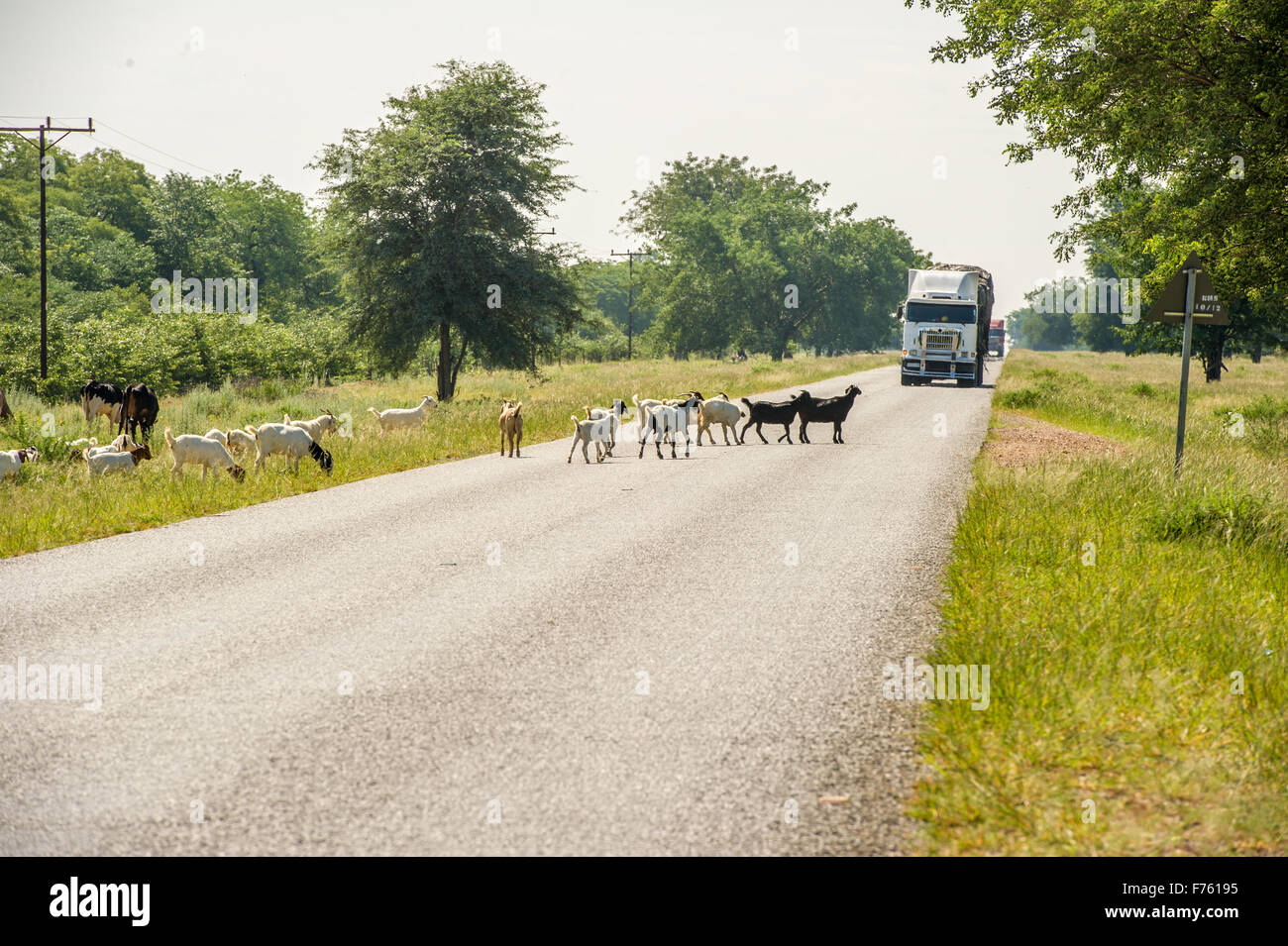 Goats free range hi-res stock photography and images - Alamy