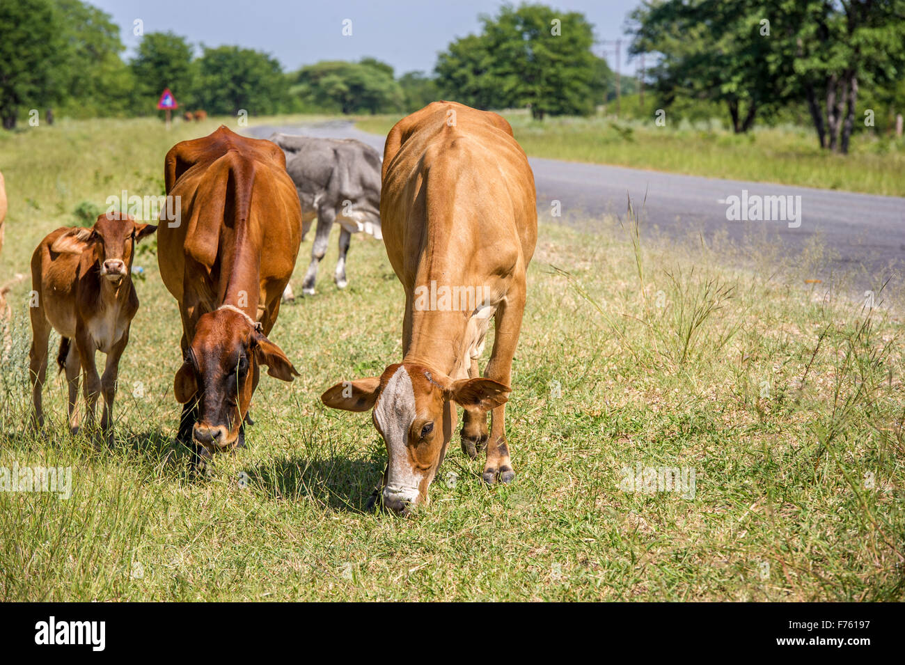 Botswana cattle hi-res stock photography and images - Alamy