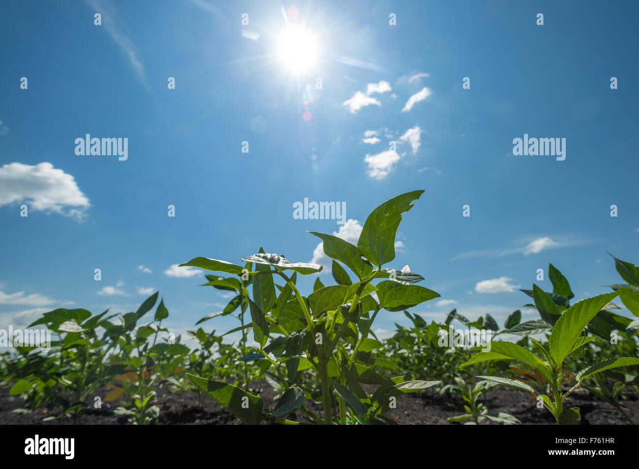 Botswana agriculture hi-res stock photography and images - Alamy