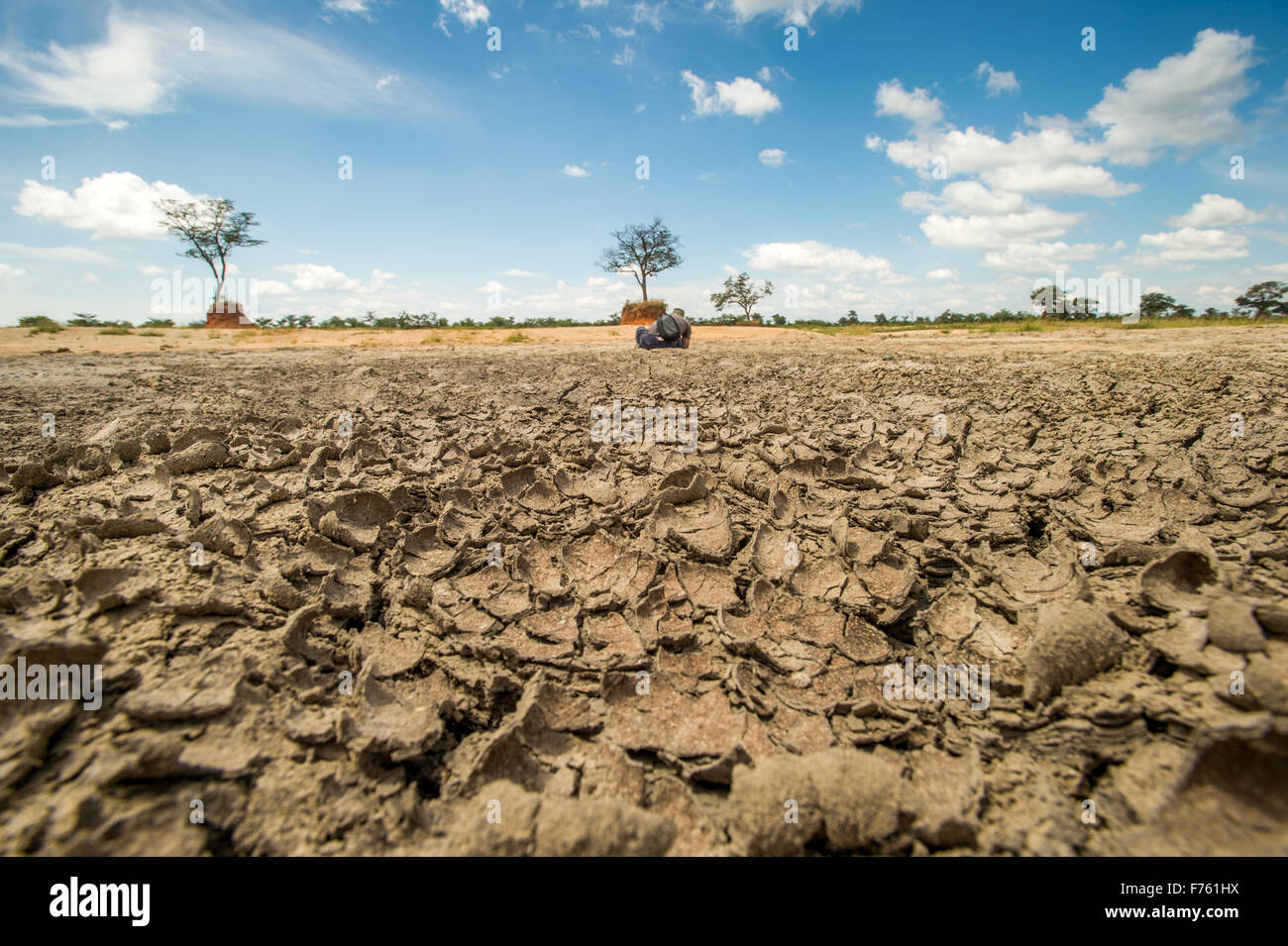 Kasane, Botswana - Chobe National Park Elephant-rubbed tree Stock Photo ...
