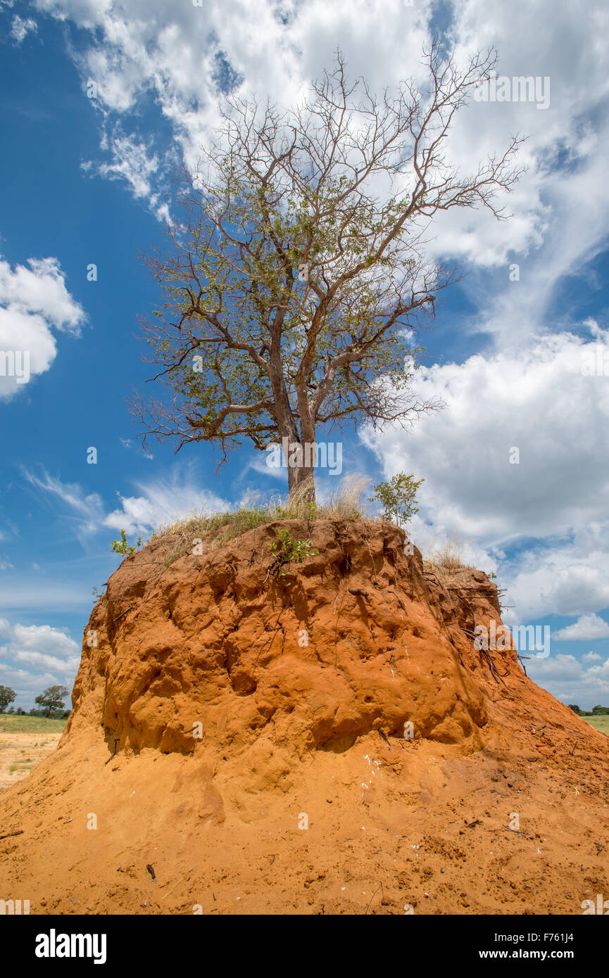 Kasane, Botswana - Chobe National Park Elephant-rubbed tree Stock Photo ...