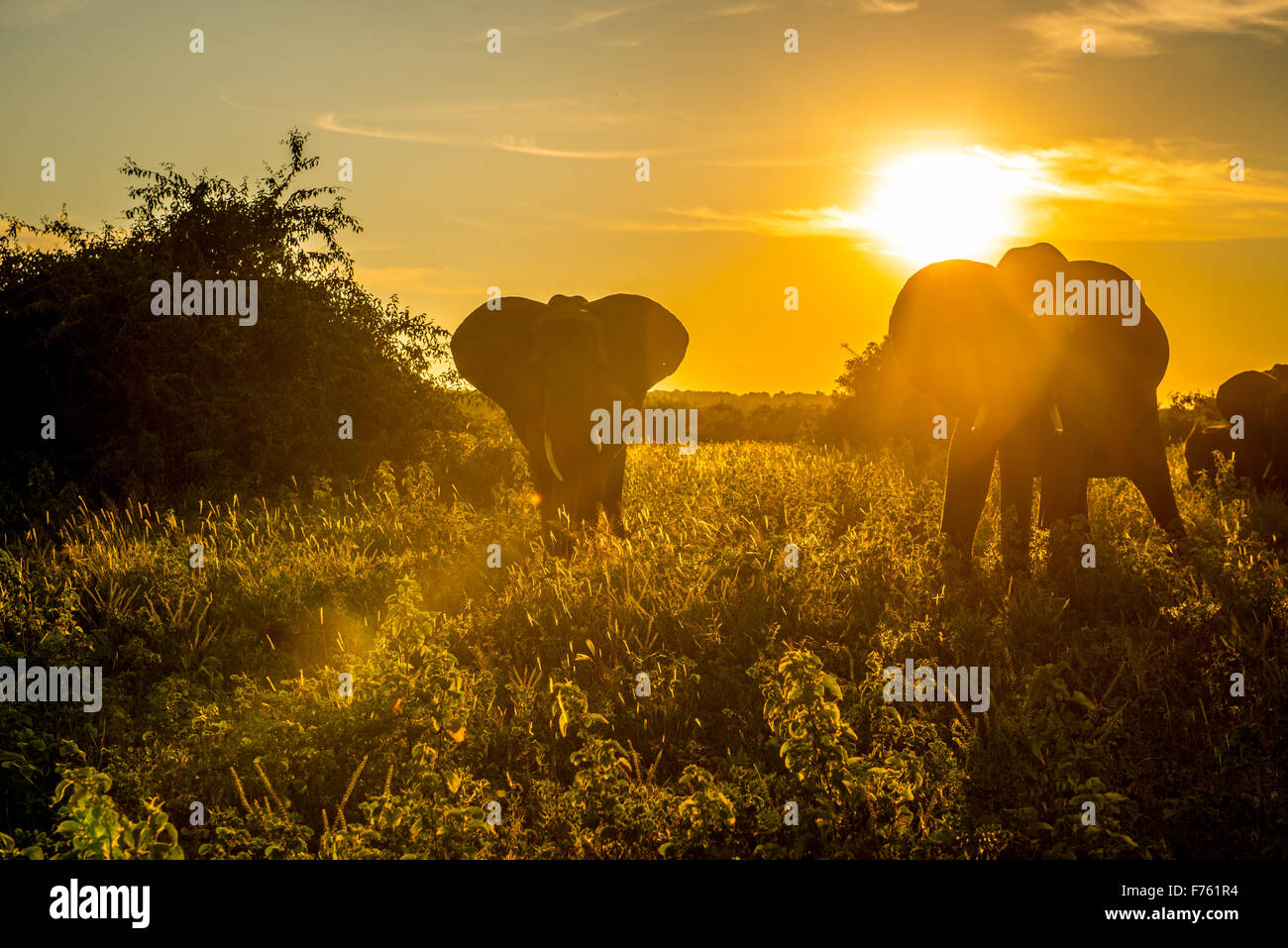 Kasane, Botswana - Chobe National Park African Elephants (Loxodonta ...