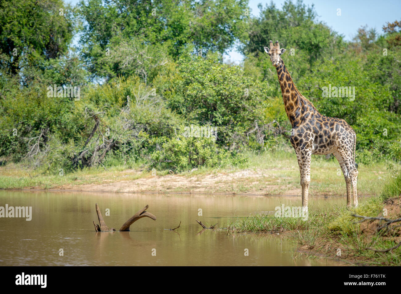 SOUTH AFRICA- Kruger National Park Giraffe (Giraffa camelopardalis ...
