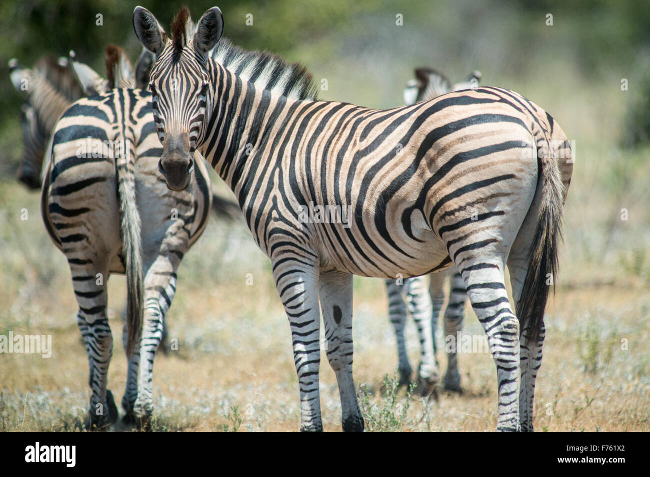 SOUTH AFRICA- Kruger National Park Zebra (Equus burchellii Stock Photo ...