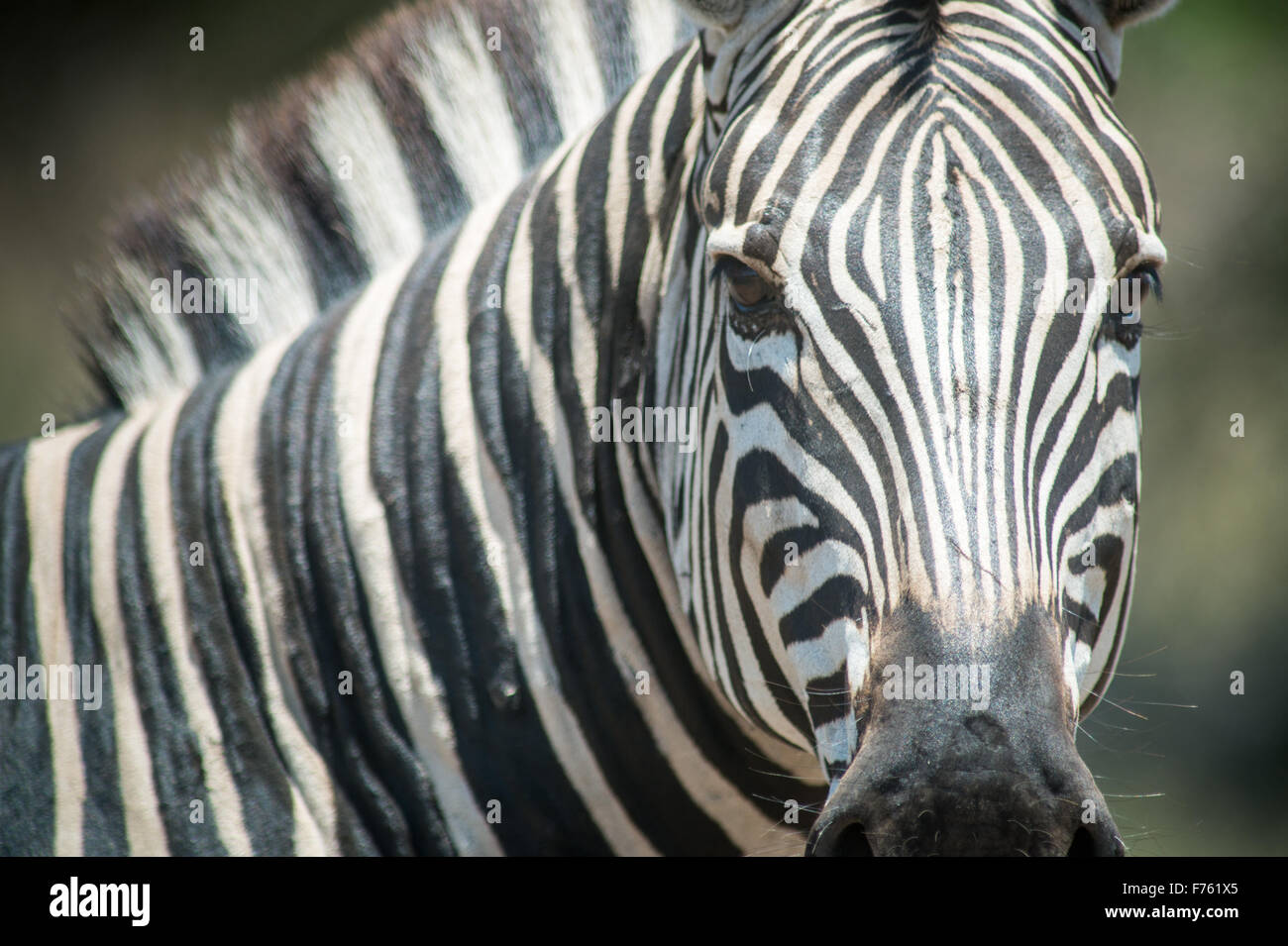 SOUTH AFRICA- Kruger National Park Zebra (Equus burchellii Stock Photo ...
