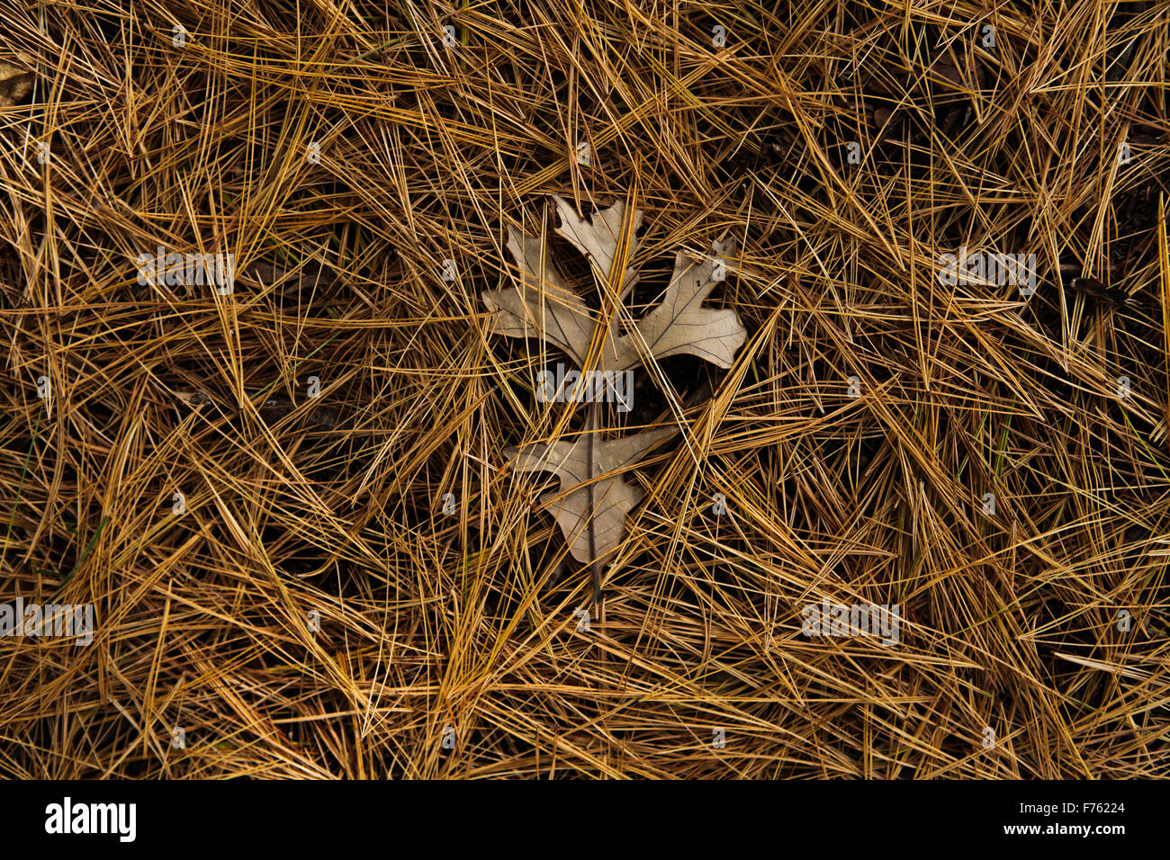 Dried leaf and Pine tree brances Stock Photo - Alamy