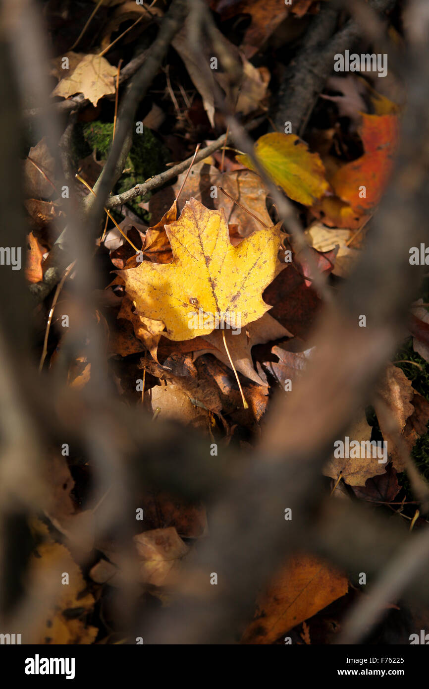 Individual single autumn fall leaf hi-res stock photography and images ...
