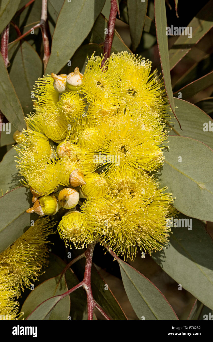 Large cluster of spectacular golden yellow flowers, buds & grey green ...