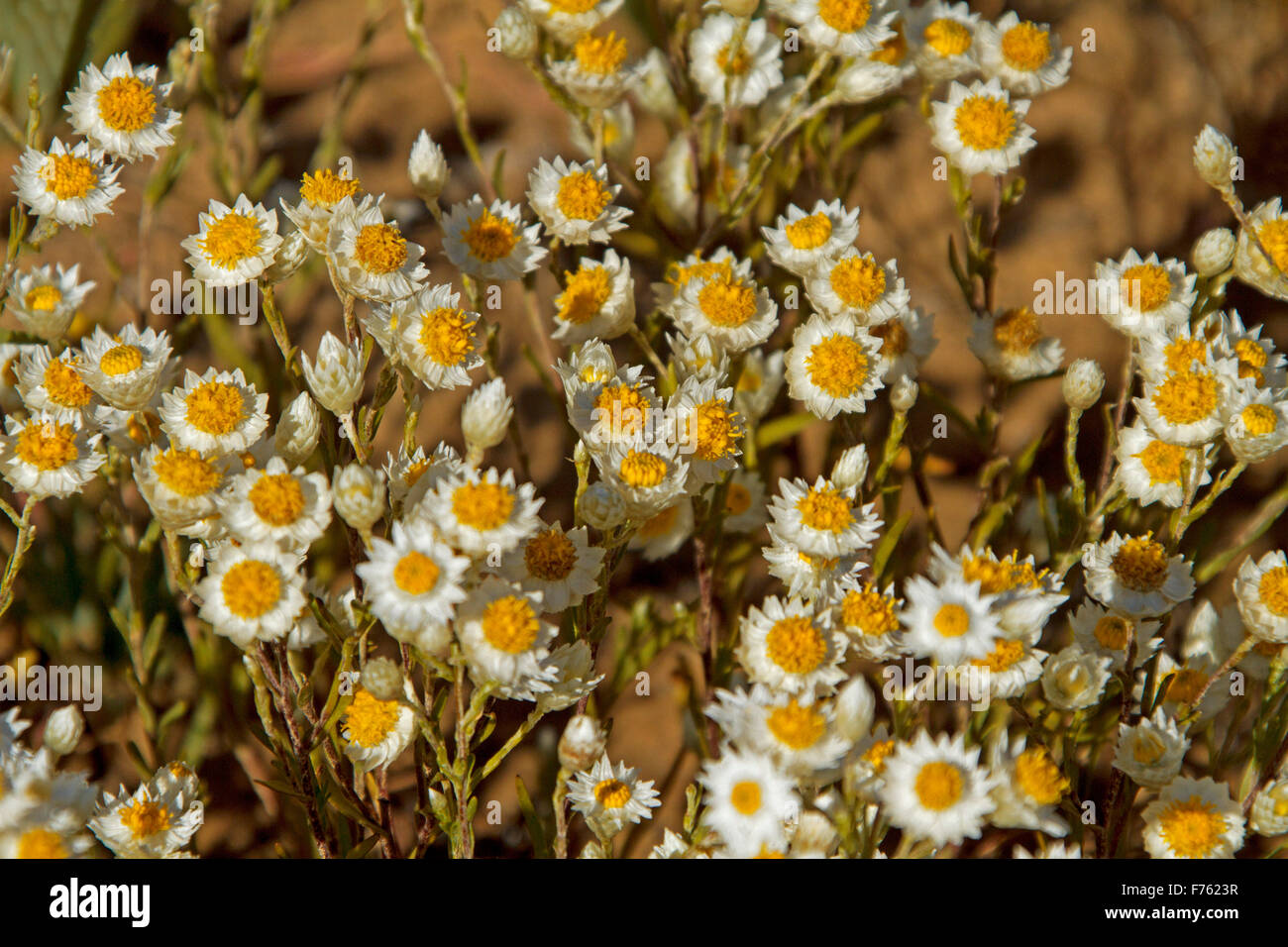 Australia winter spring yellow wildflowers hi-res stock photography and ...