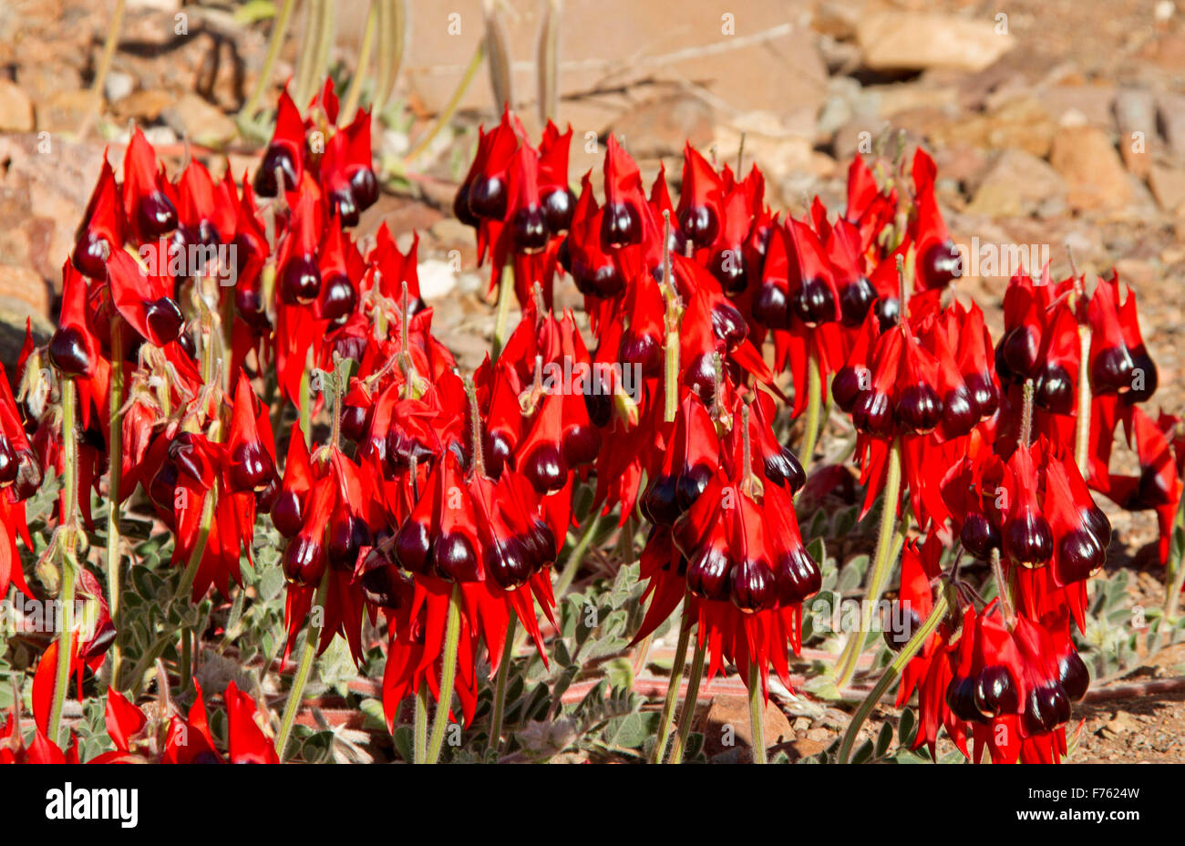Mass of vivid red flowers of Sturt's desert pea, Swainsona formosa ...