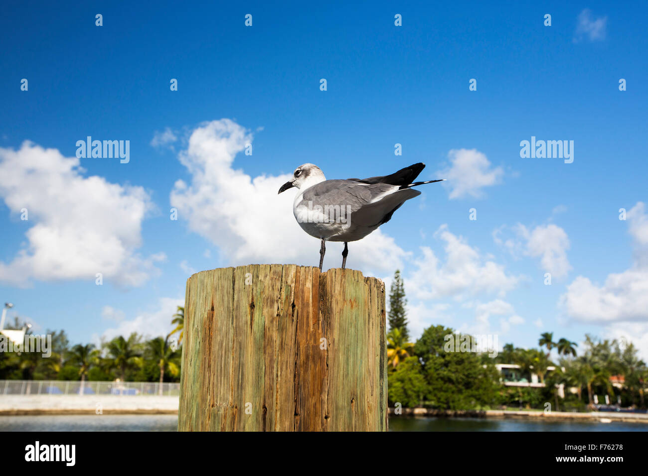 A Laughing Gull in Miami Beach, Florida, USA Stock Photo - Alamy