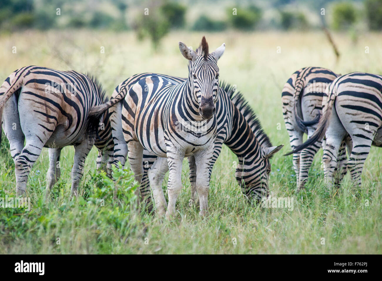 SOUTH AFRICA- Kruger National Park Zebra (Equus burchelli Stock Photo ...