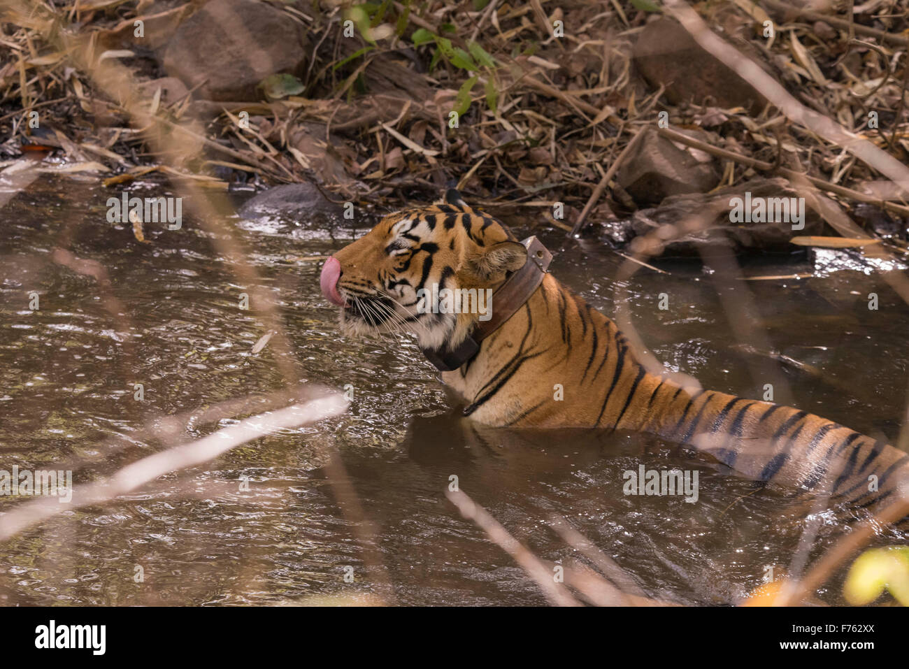 Tiger collar band hi-res stock photography and images - Alamy