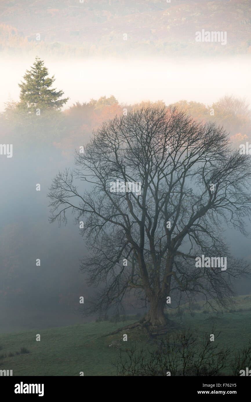 Evening mist forming in the Brathay Valley at Clappersgate near ...