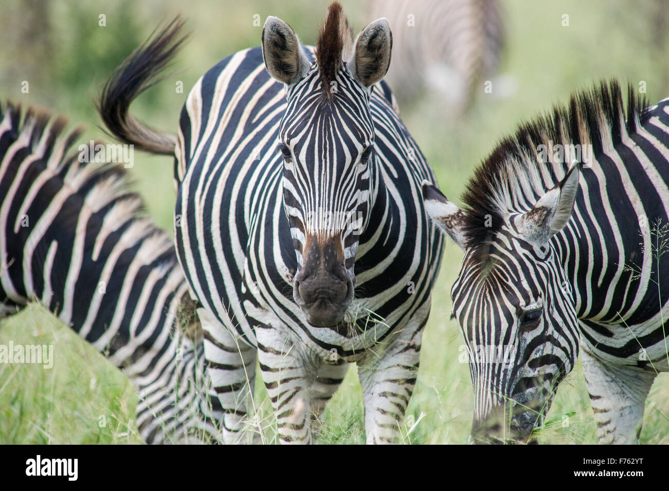 SOUTH AFRICA- Kruger National Park Zebra (Equus burchelli Stock Photo ...