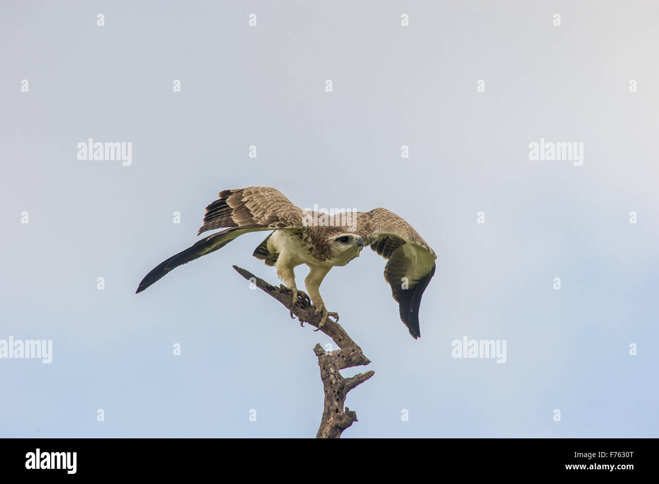 SOUTH AFRICA- Kruger National Park Augur Buzzard Stock Photo - Alamy