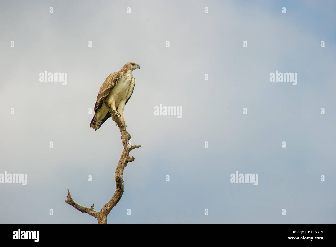 SOUTH AFRICA- Kruger National Park Augur Buzzard Stock Photo - Alamy