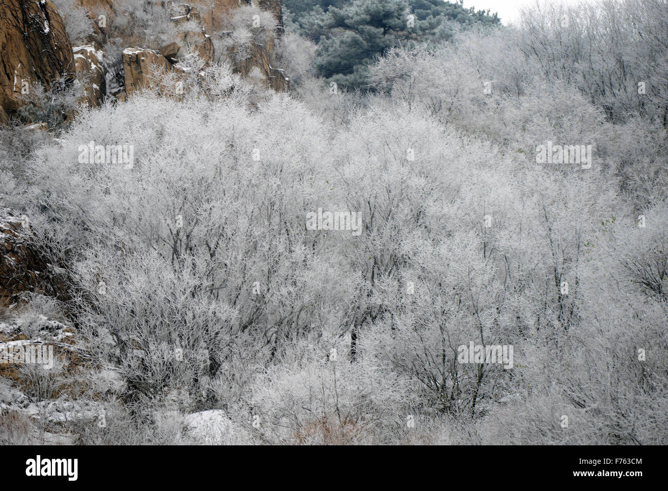 Tsingtao, Shandong, CHN. 25th Nov, 2015. Tsingtao, CHINA - November 25 ...