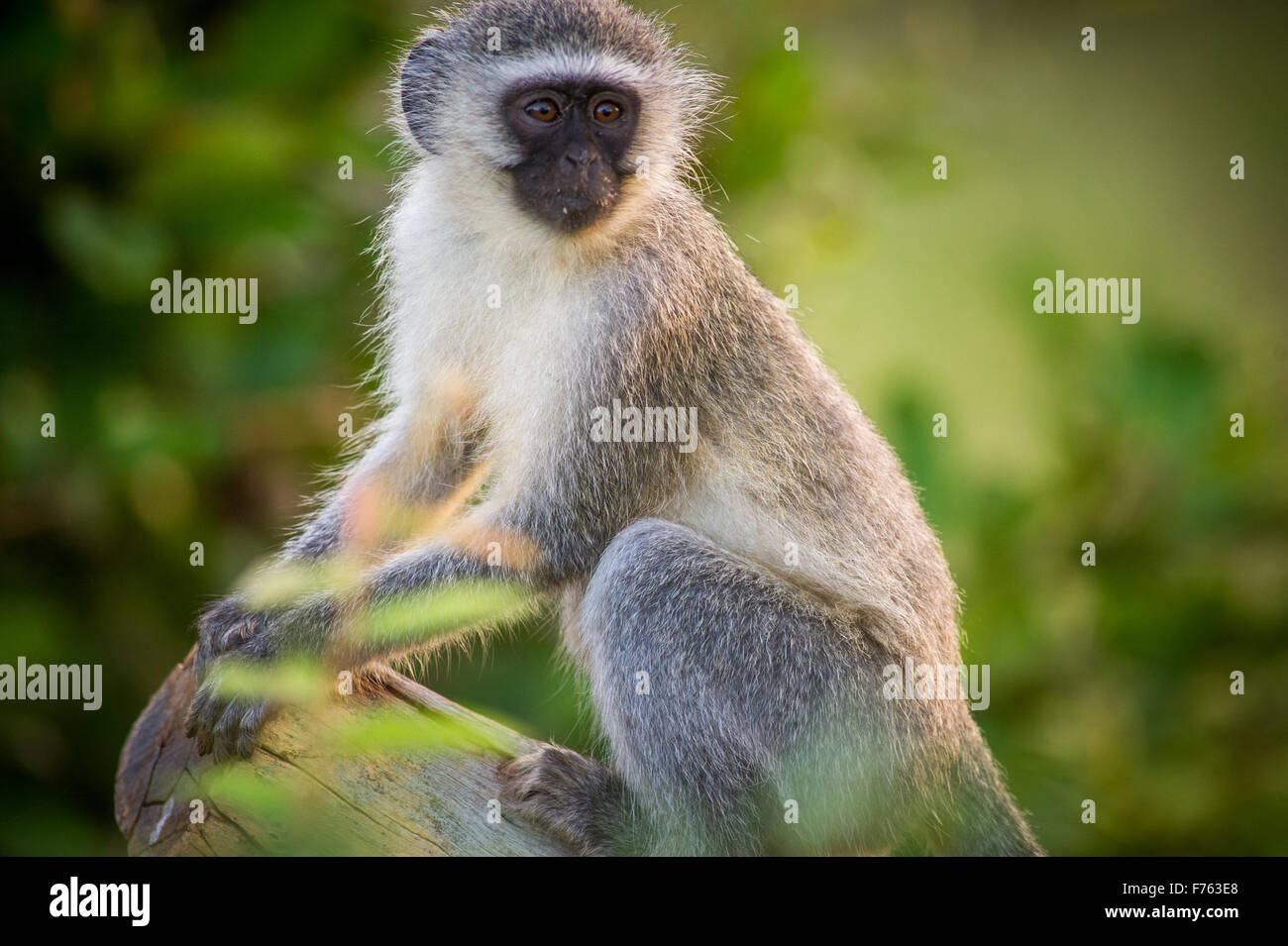 SOUTH AFRICA- Kruger National Park Vervet Monkey (Chlorocebus ...
