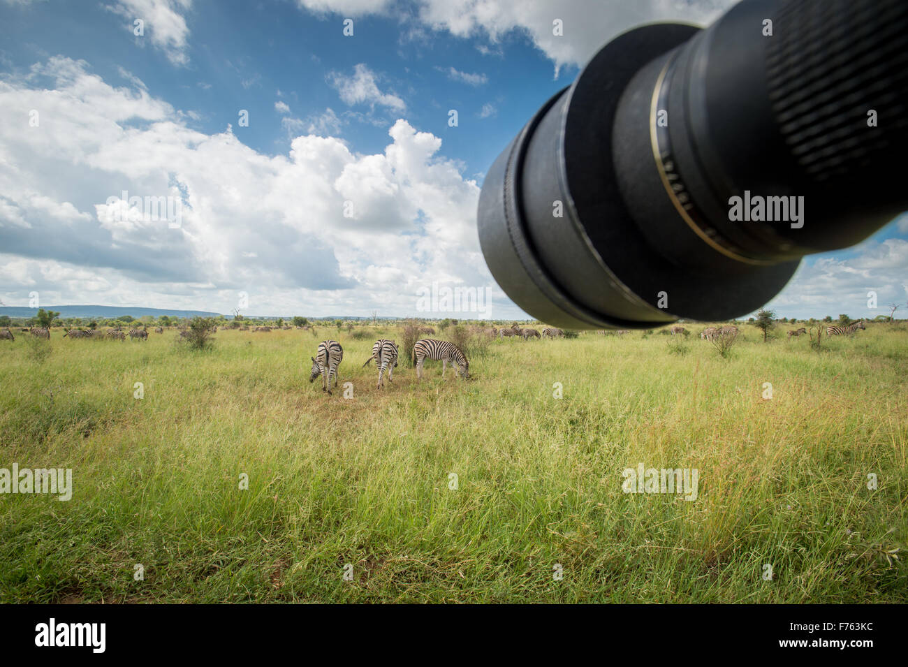 SOUTH AFRICA- Kruger National Park Large camera lens pointed at Zebra ...
