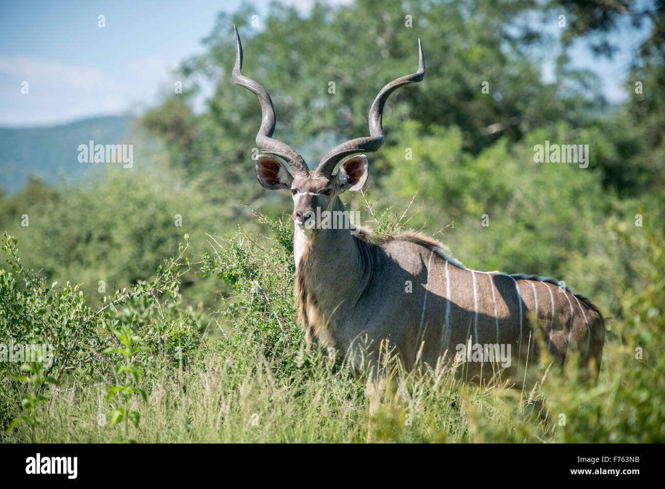 Kudu hi-res stock photography and images - Alamy