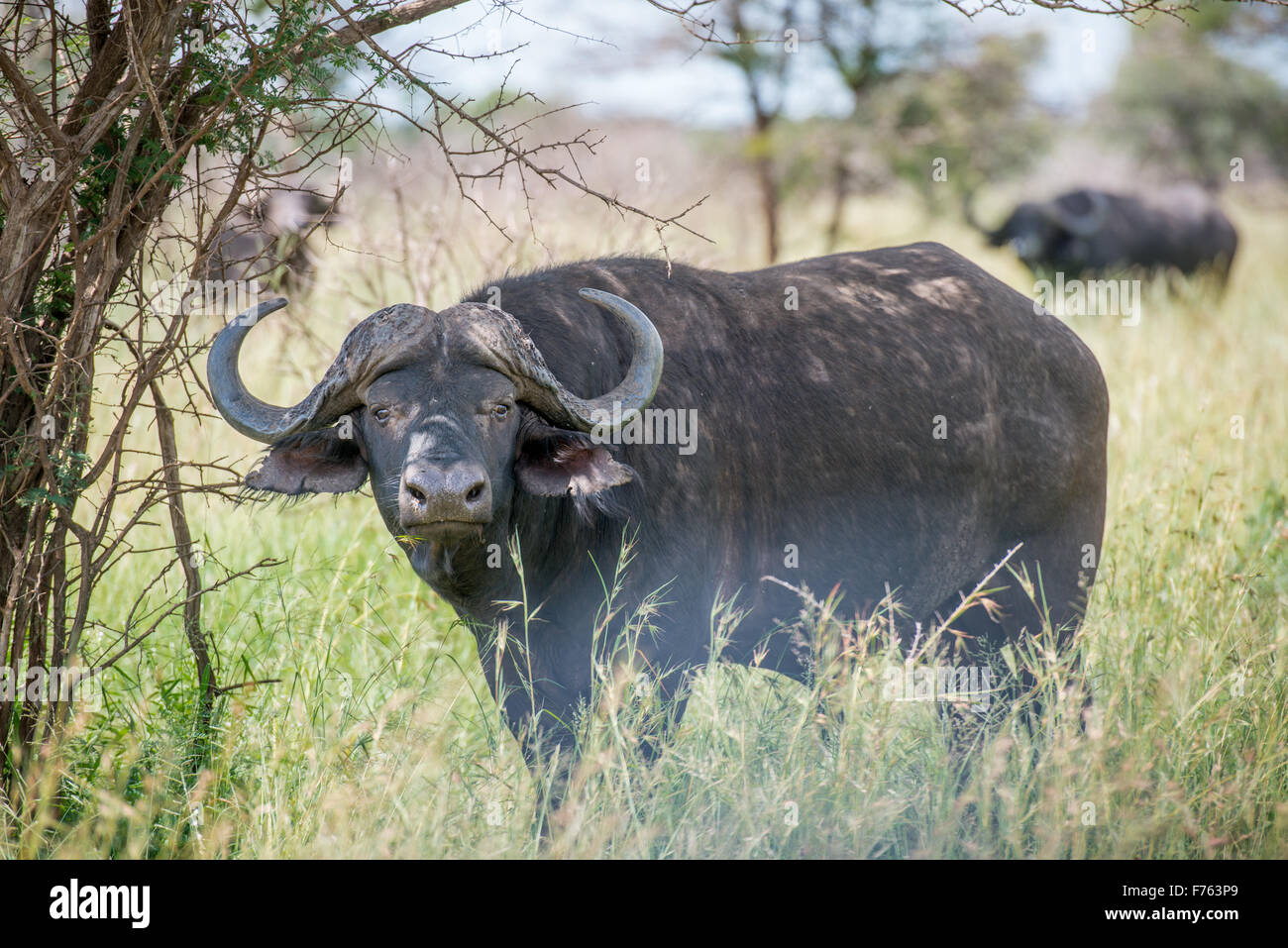 Cape buffalo hi-res stock photography and images - Alamy