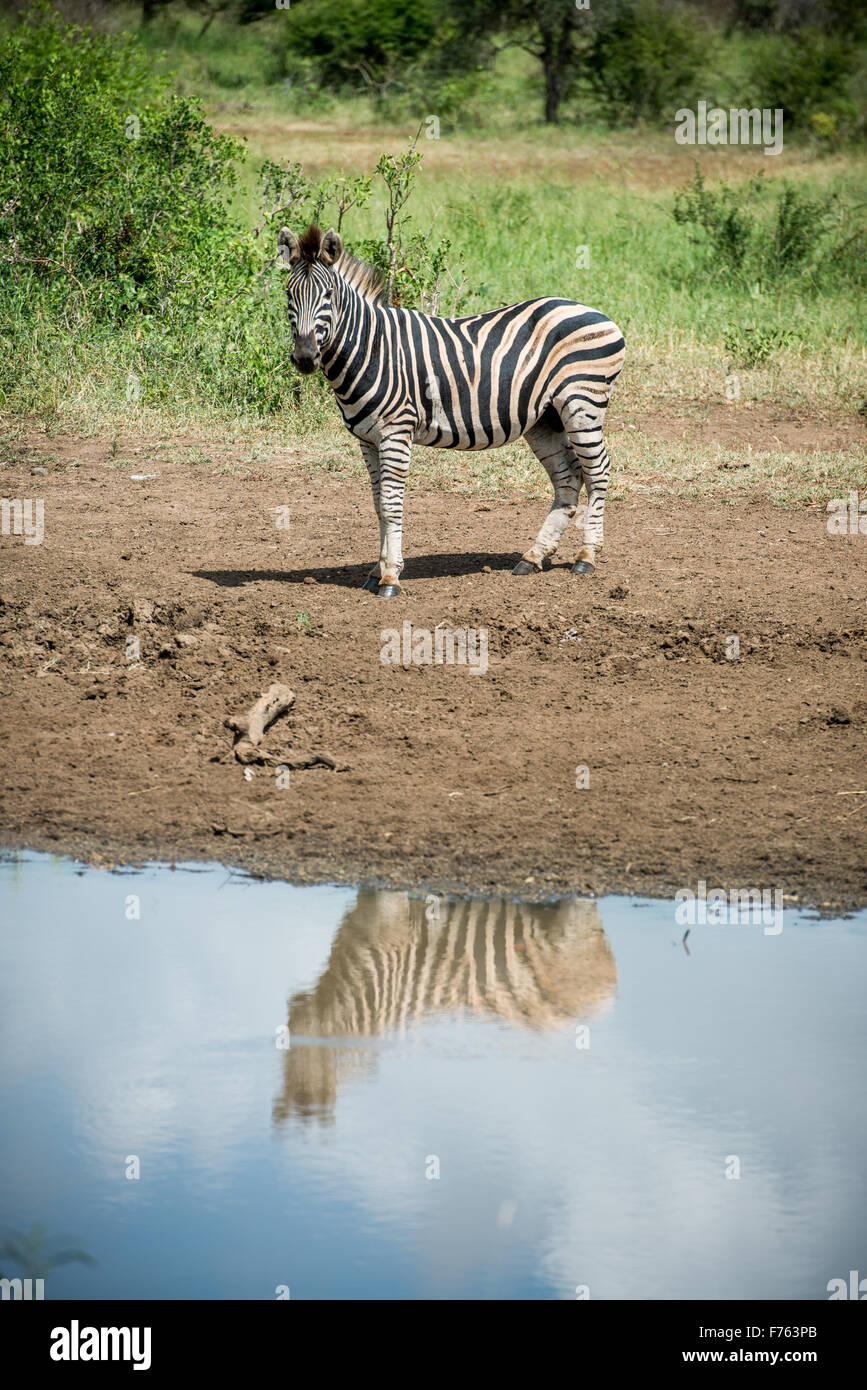 SOUTH AFRICA- Kruger National Park Zebra (Equus burchelli Stock Photo ...
