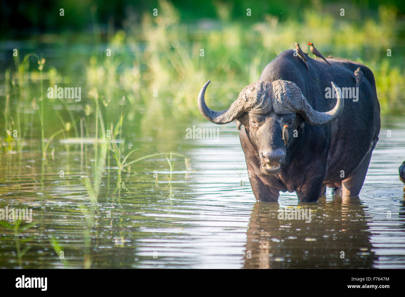 Ox hi-res stock photography and images - Alamy