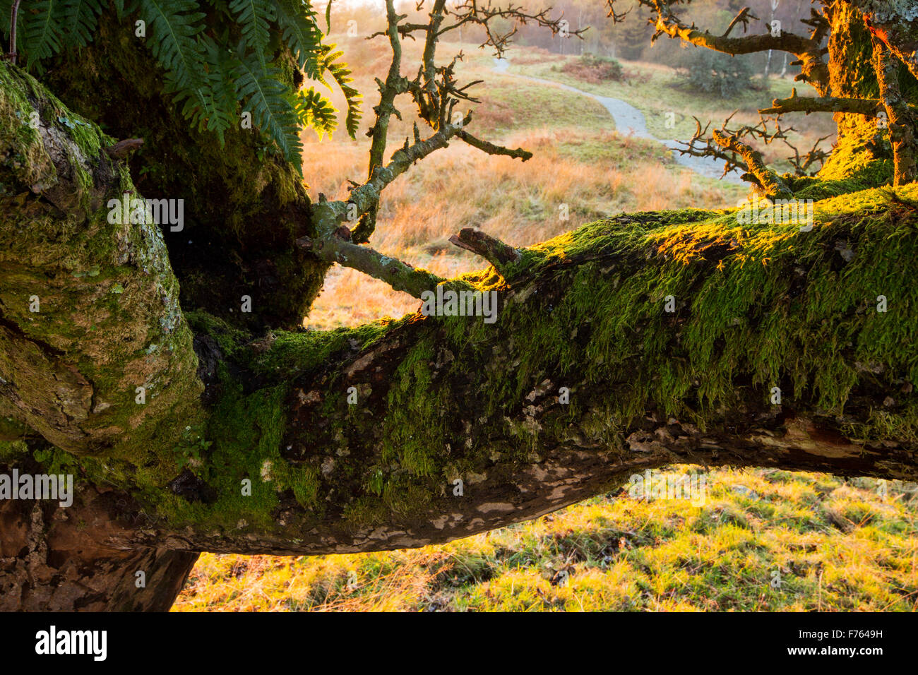A Hawthorn Tree near Hawkshead in the Lake District in the Autumn time ...