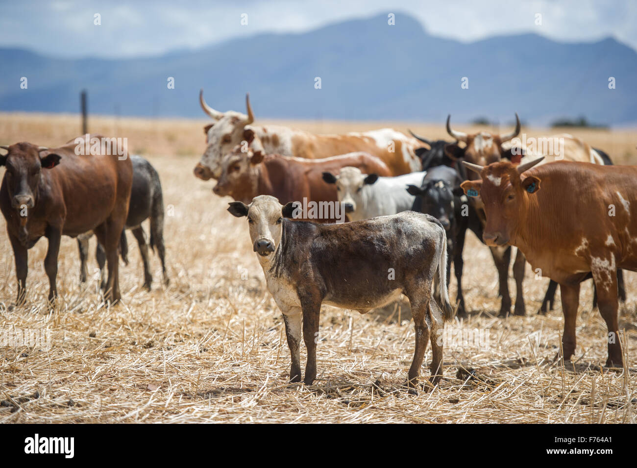 Nguni cattle hi-res stock photography and images - Alamy