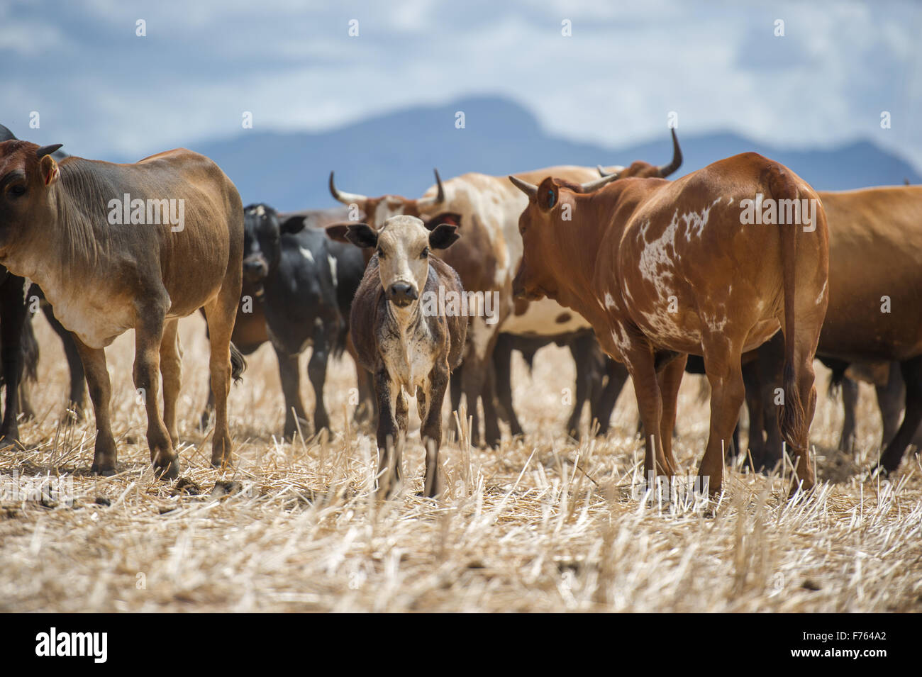 Nguni Cattle in South Africa Stock Photo - Alamy