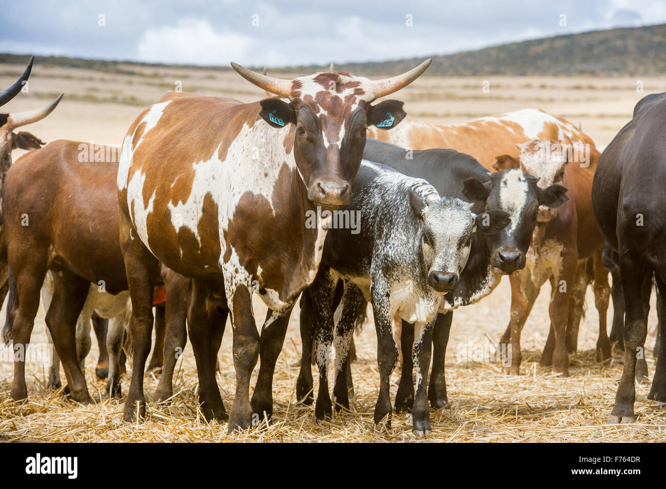 Nguni Cattle in South Africa Stock Photo - Alamy