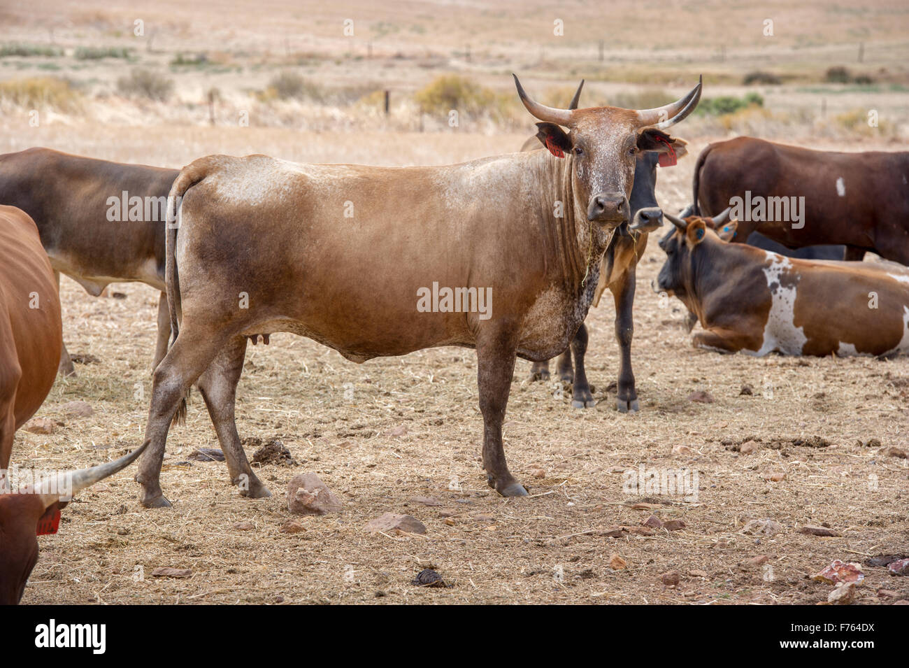Nguni Cattle in South Africa Stock Photo - Alamy
