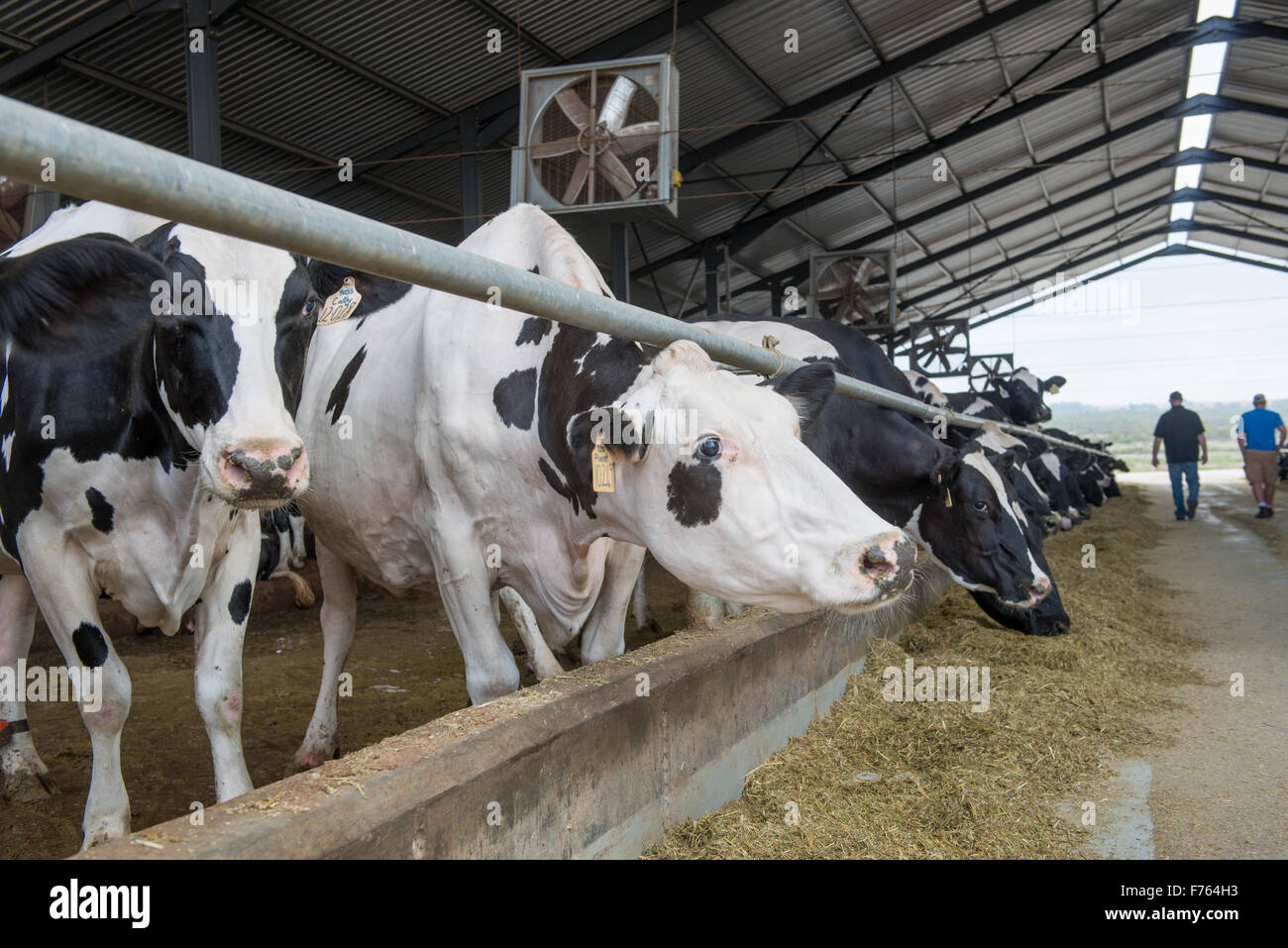 SOUTH AFRICA- Cows on dairy farm Stock Photo - Alamy
