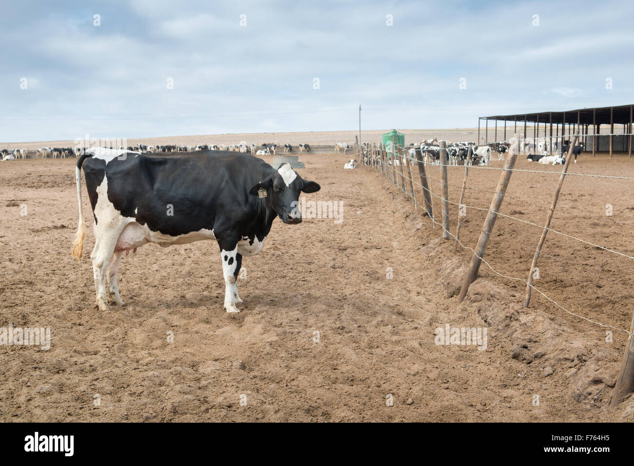 SOUTH AFRICA- Cows on dairy farm Stock Photo - Alamy