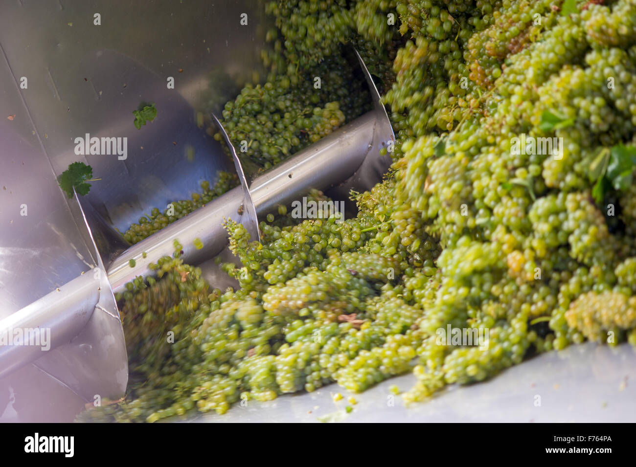 SOUTH AFRICA- Process of grapes being made in to wine Stock Photo - Alamy